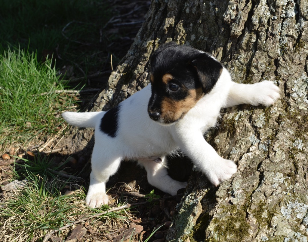 Spring puppies available - Ravenhill Kennels
