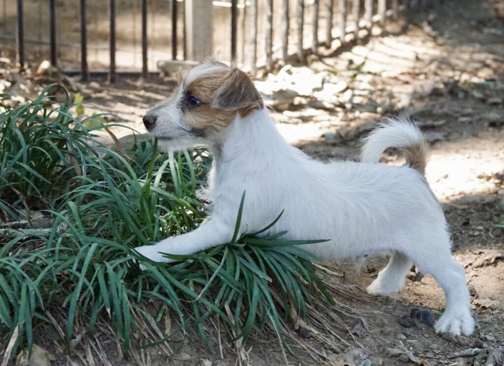 Sprite's Boy - Ravenhill Kennels